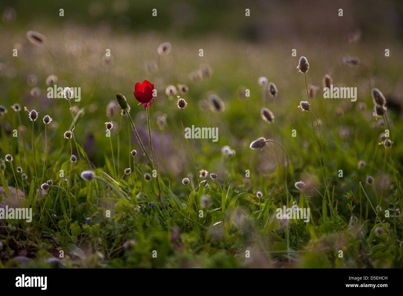 Red flower hi-res stock photography and images - Alamy