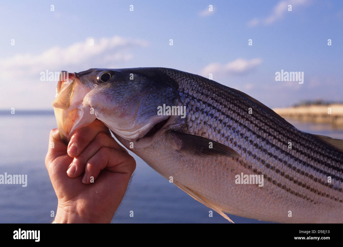 A freshwater striped bass (Morone saxatilis) from Lake Buchanan Texas ...
