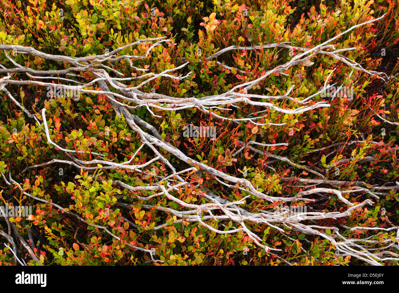 Colourful mix of moorland vegetation, showing old twigs of heather ...