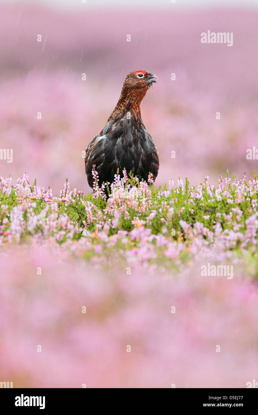 Grouse heather moorland hi-res stock photography and images - Alamy