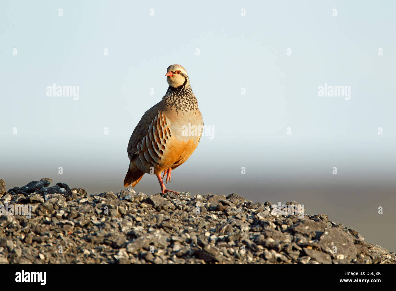 Red-legged partridge (Alectoris rufa) standing with one leg raised on a ...