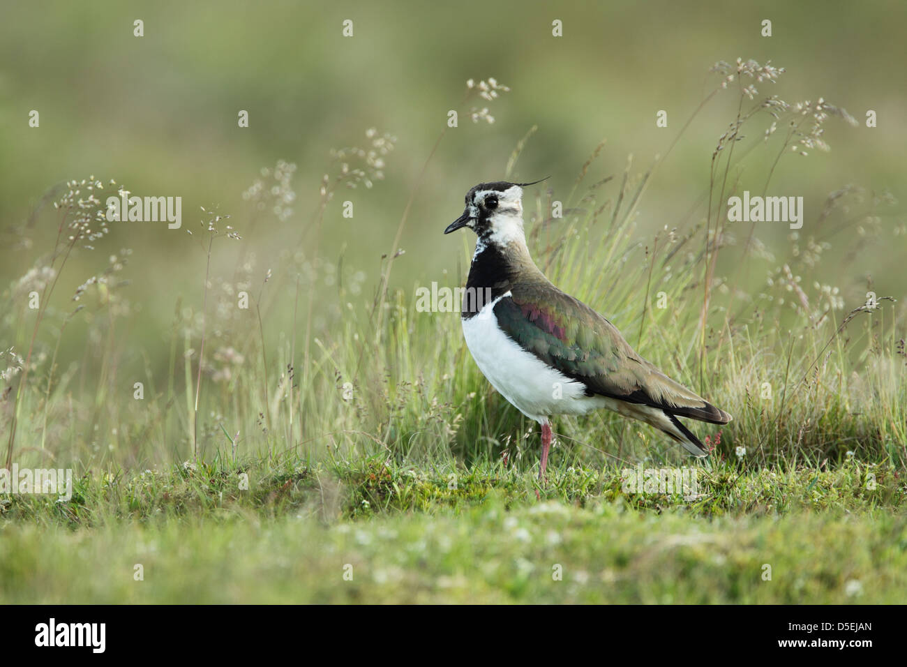 Vanellus vanellus north york moors national park north yorkshire hi-res ...