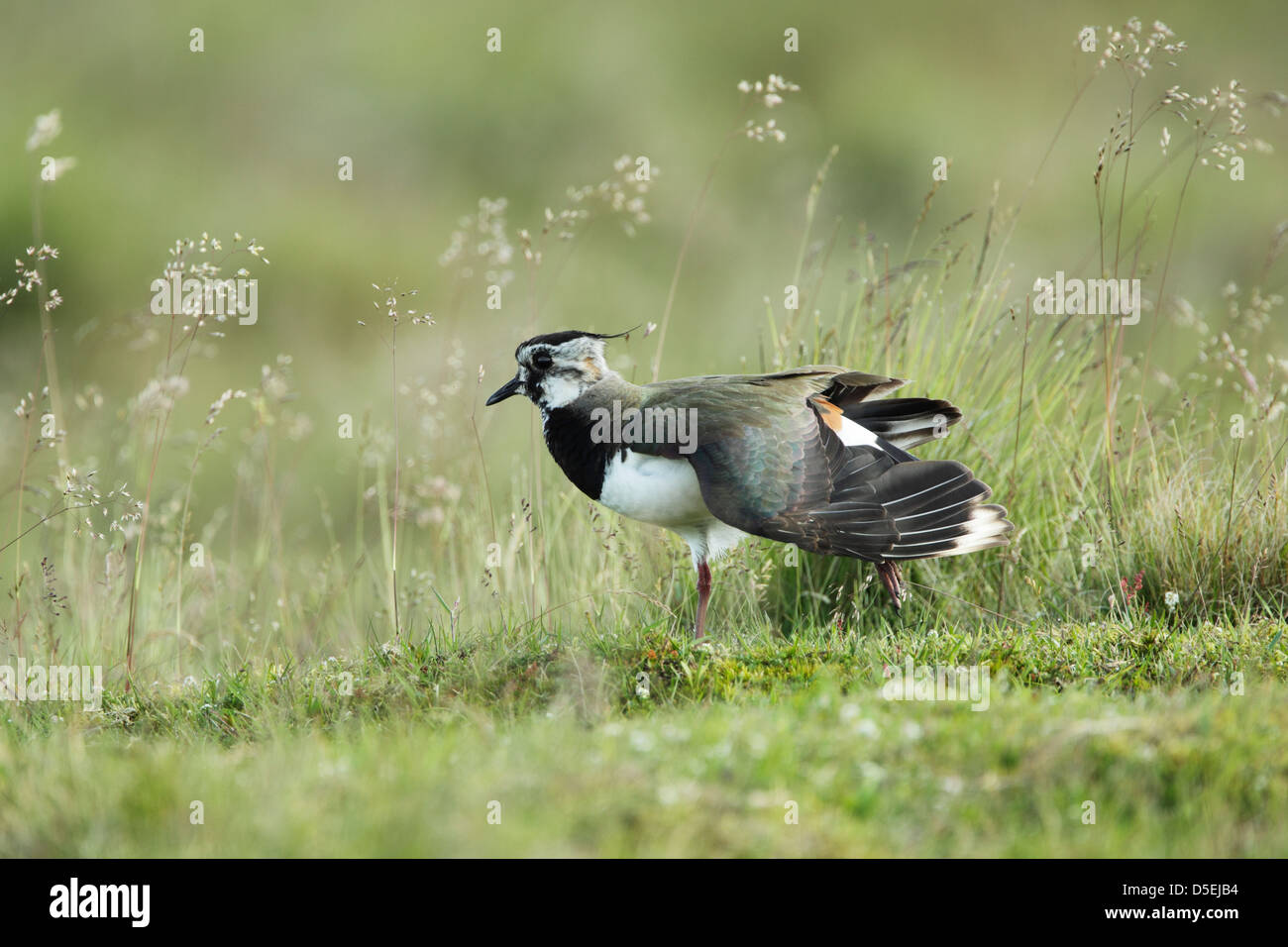 Vanellus vanellus north york moors national park north yorkshire hi-res ...