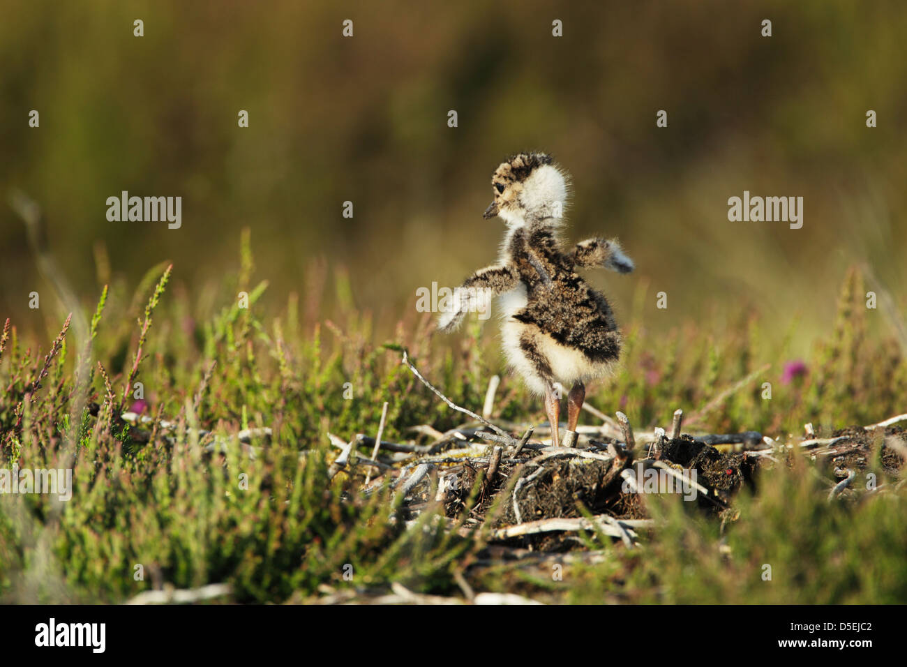 Northern lapwing chick (Vanellus vanellus) standing and flapping its ...