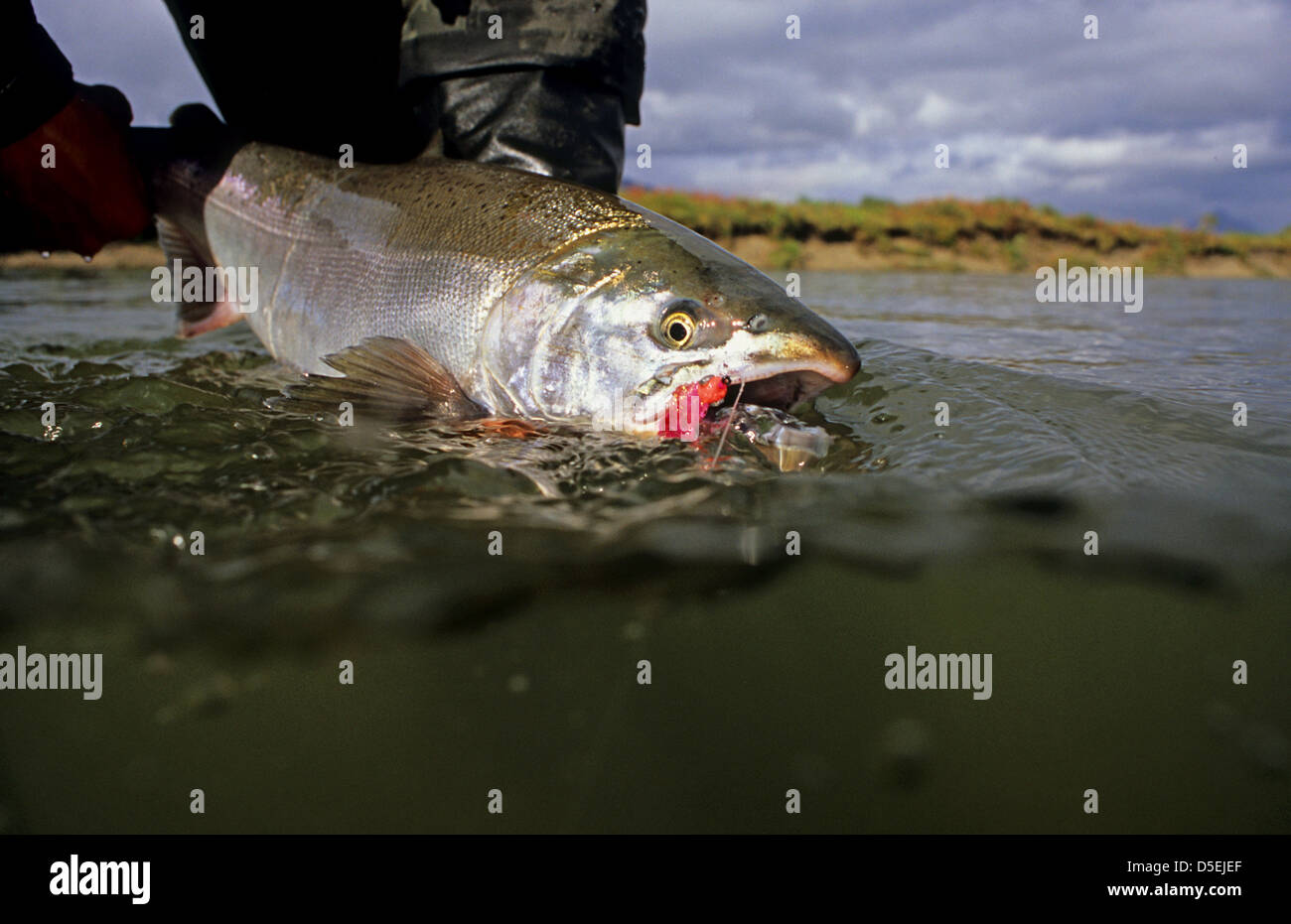 A fly fisherman about to release a coho salmon (Oncorhynchus kisutch ...