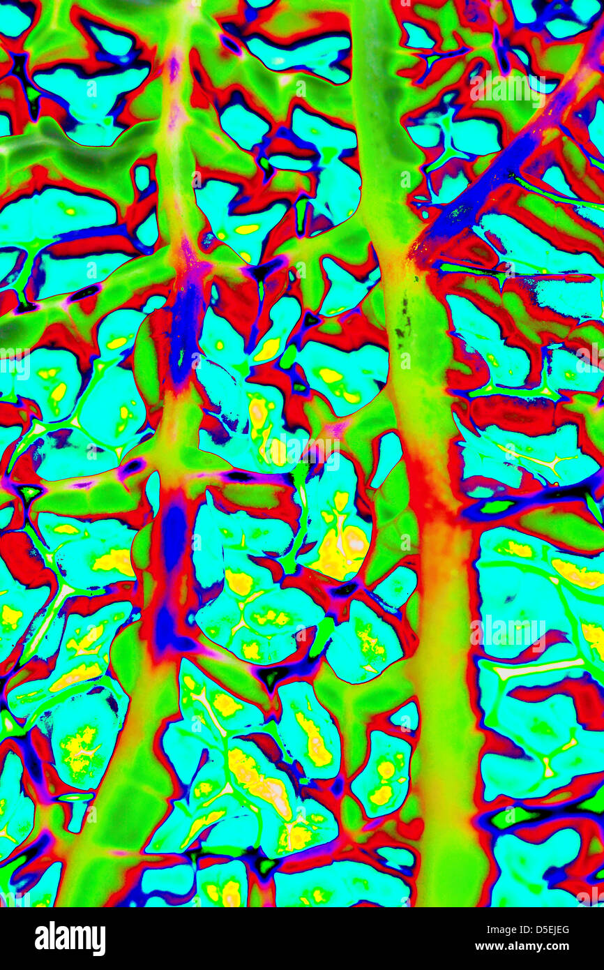 Colour inverted image of cabbage showing colourful patterms Stock Photo ...