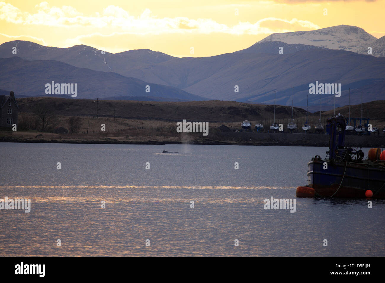 Sperm Whale Scotland High Resolution Stock Photography and Images - Alamy