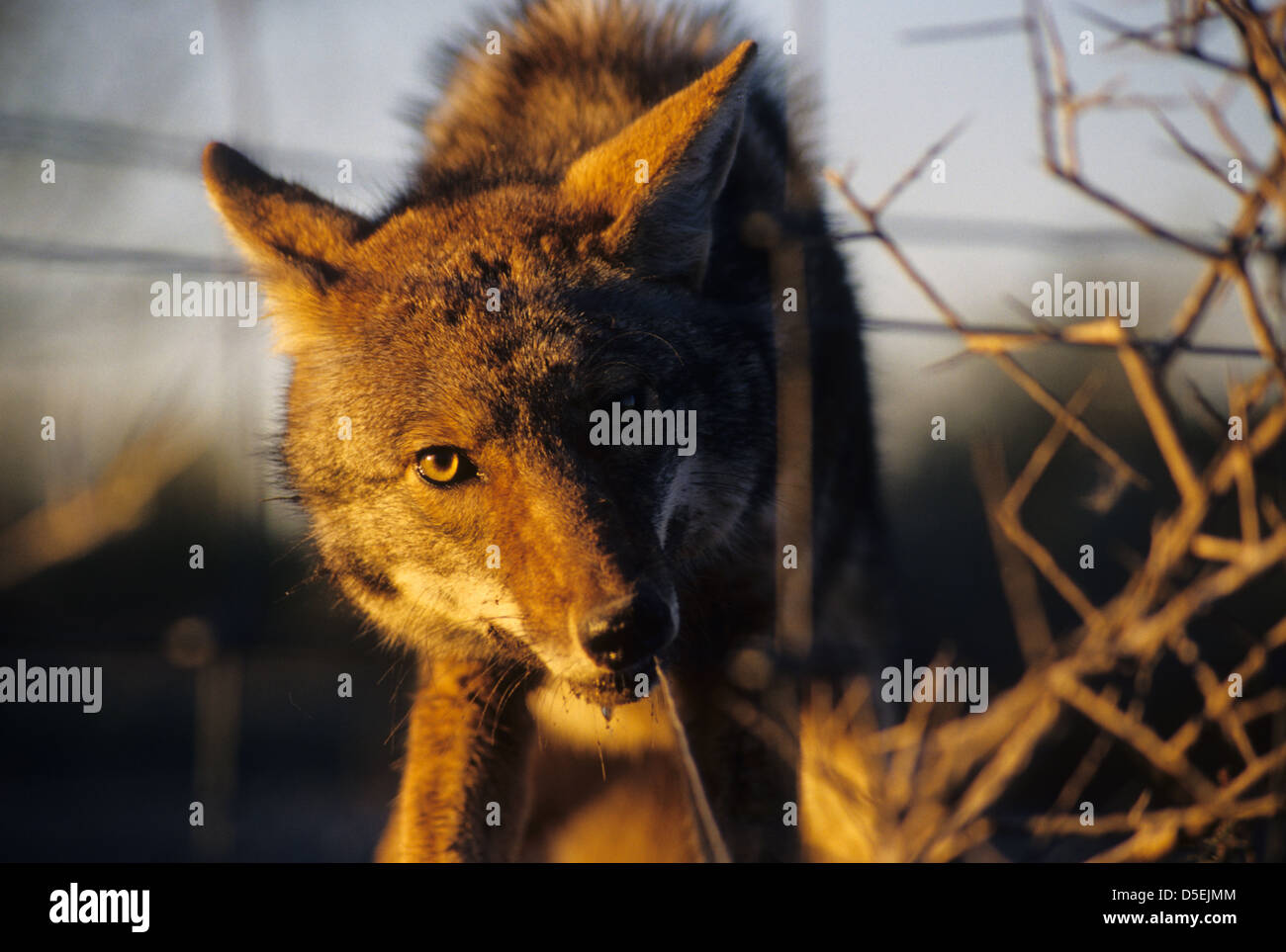 American coyote (Canis latrans) caught in a wire snare trap Stock Photo ...