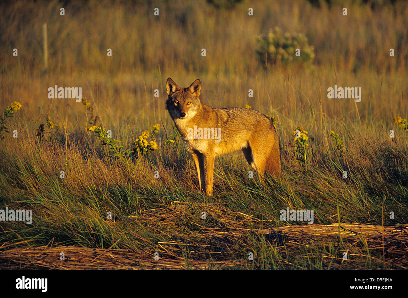 Texas coyote hi-res stock photography and images - Alamy