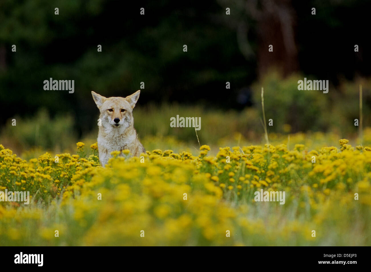 American coyote (Canis latrans Stock Photo - Alamy