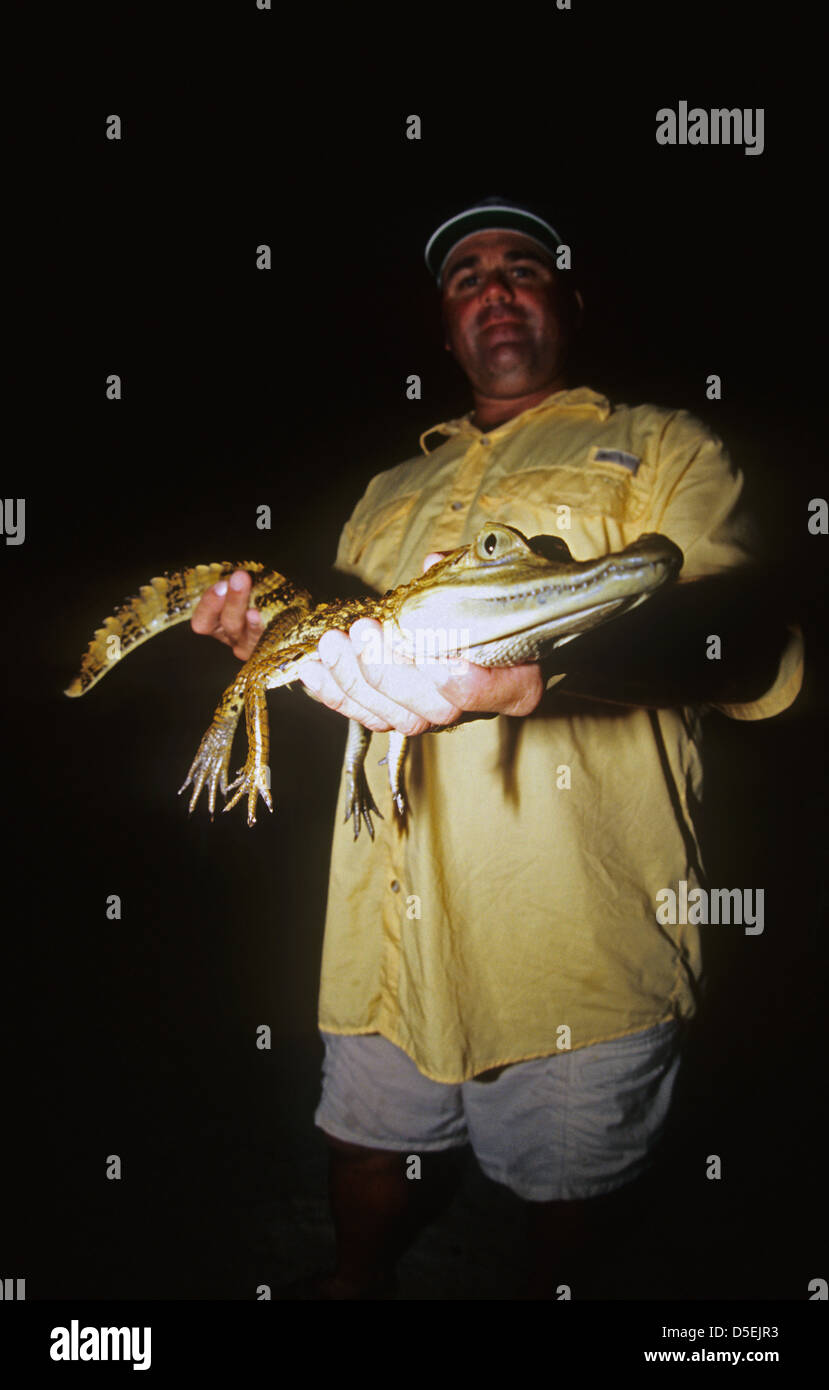 Man holding a young black caiman (Melanosuchus niger) on the Rio Uatuma ...