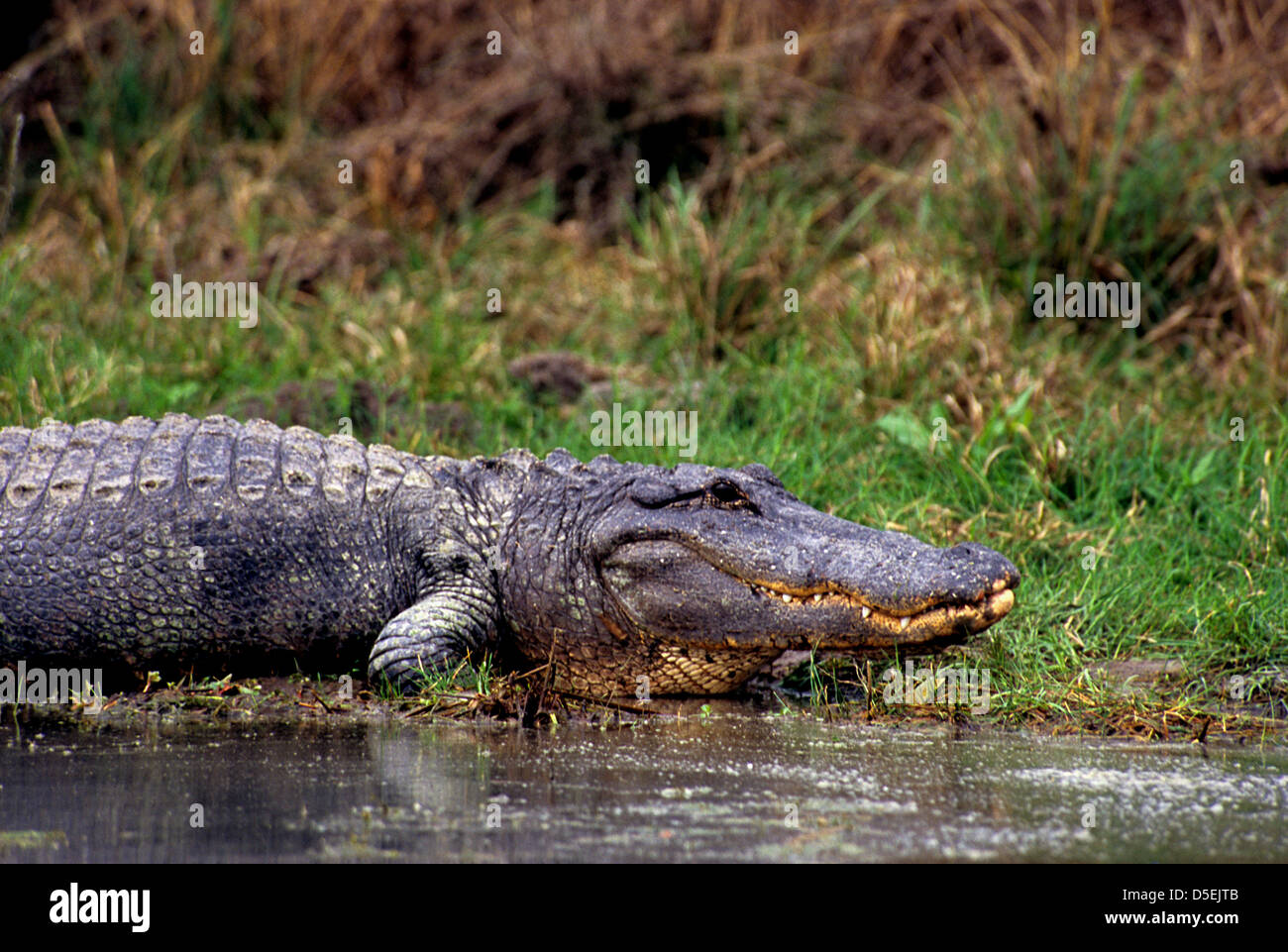 American alligator (Alligator mississippiensis Stock Photo - Alamy