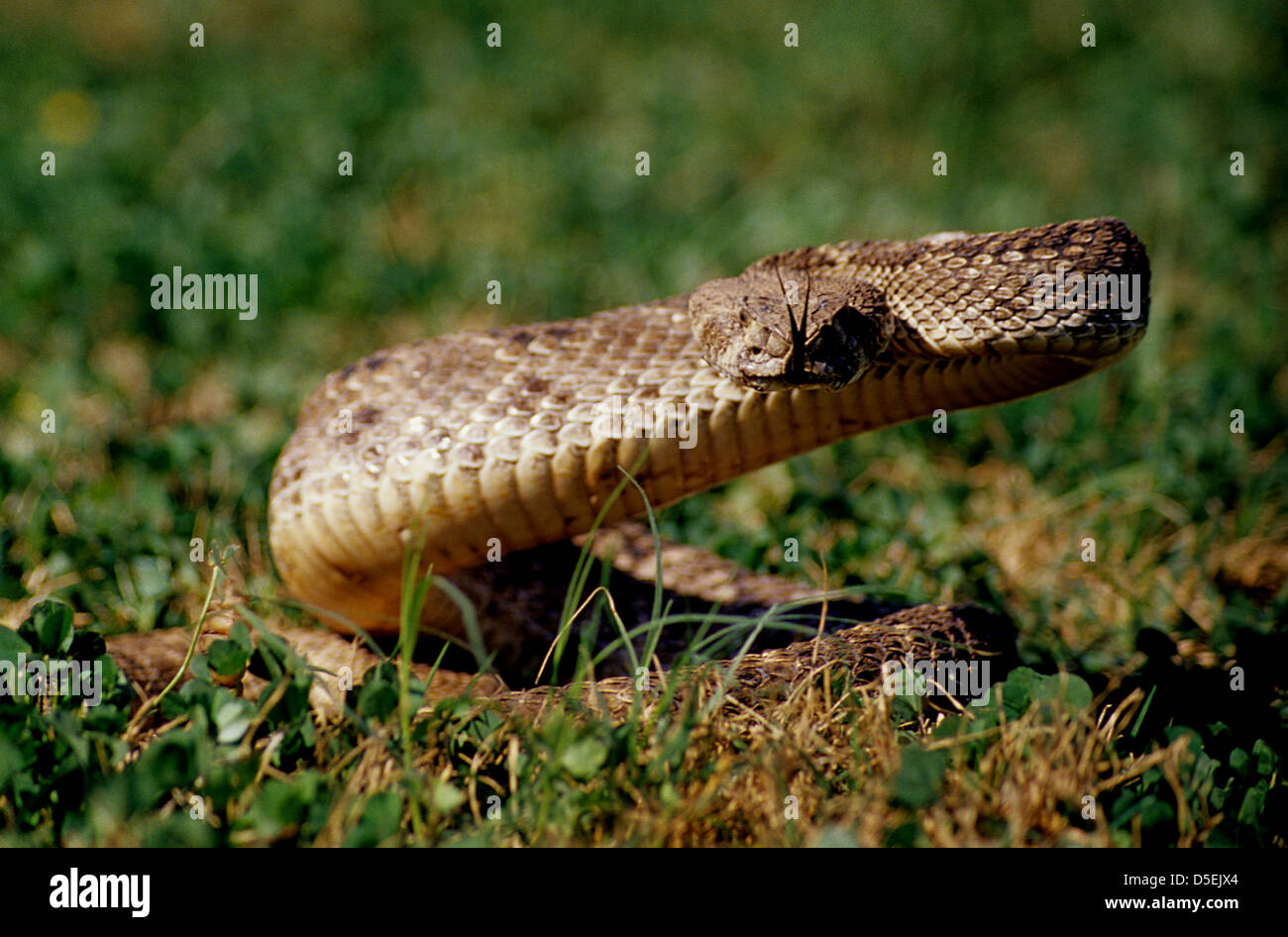 A western diamondback rattlesnake (Crotalus atrox) coiled and ready to ...