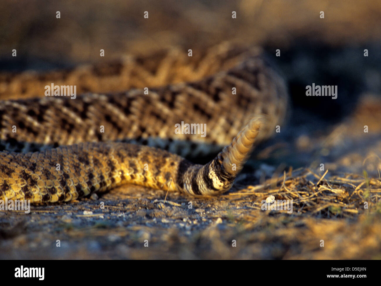 A western diamondback rattlesnake (Crotalus atrox) coiled and ready to ...