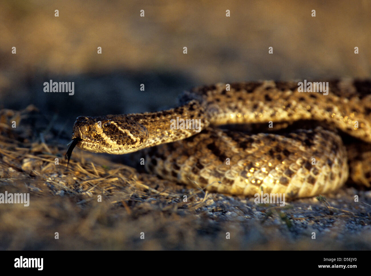 A western diamondback rattlesnake (Crotalus atrox) coiled and ready to ...