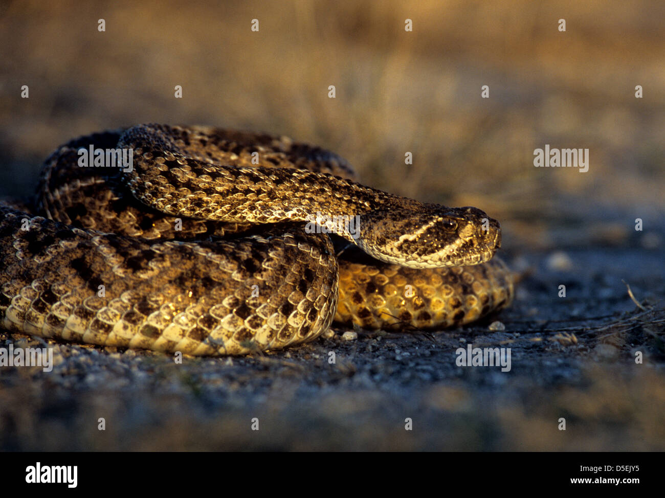 A western diamondback rattlesnake (Crotalus atrox) coiled and ready to ...