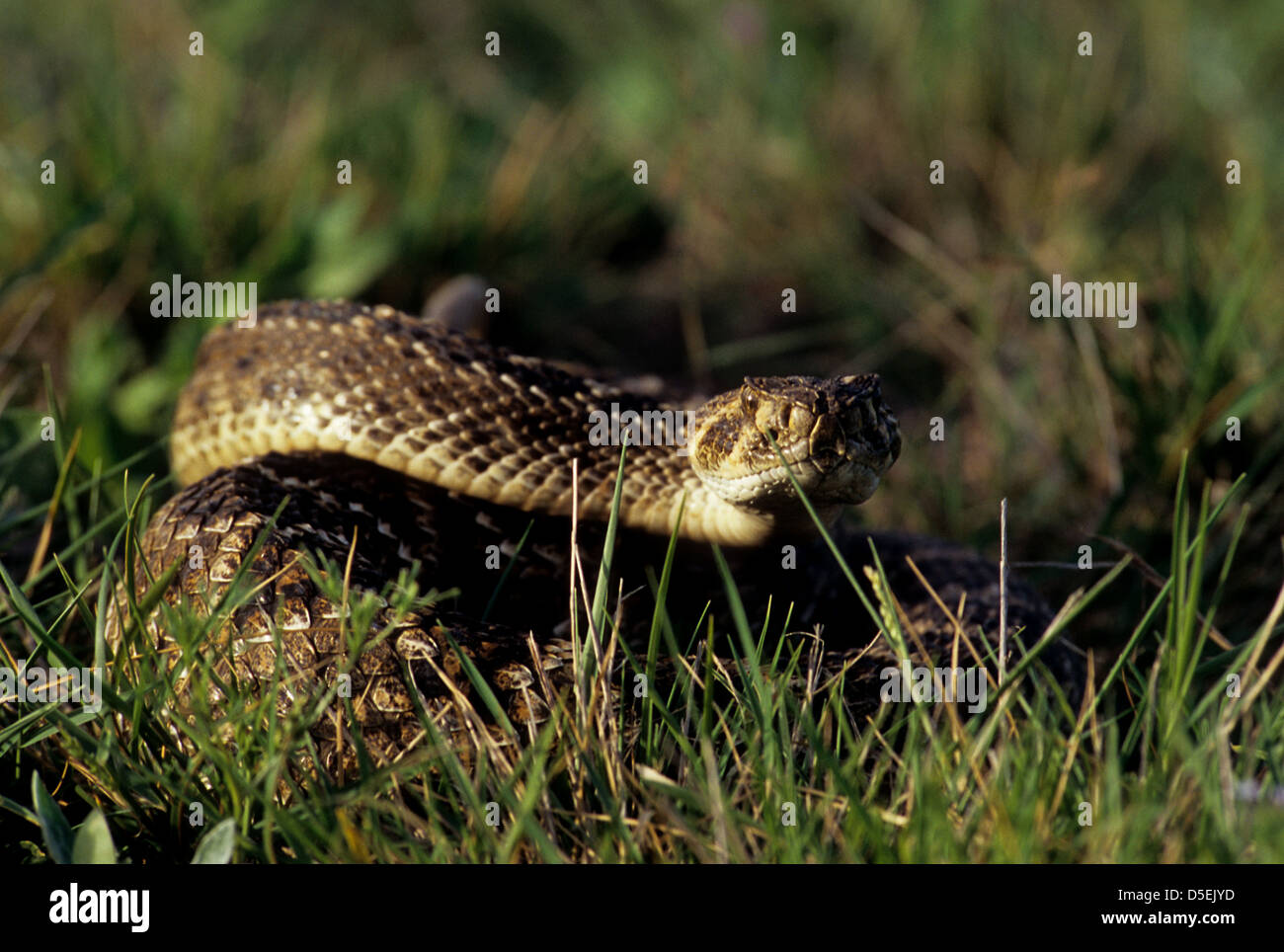 A western diamondback rattlesnake (Crotalus atrox) coiled and ready to ...