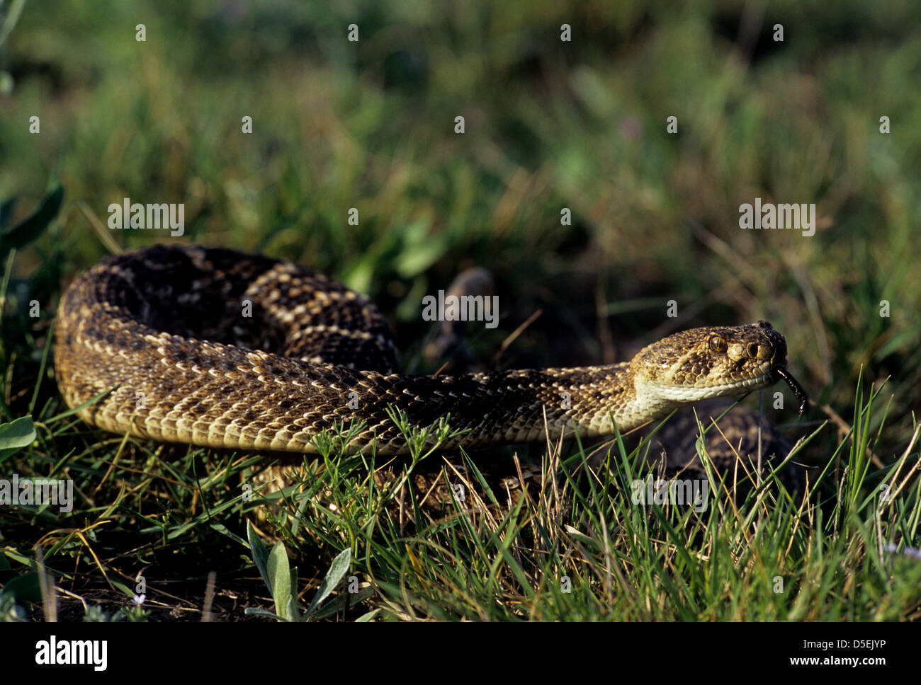 A western diamondback rattlesnake (Crotalus atrox) coiled and ready to ...