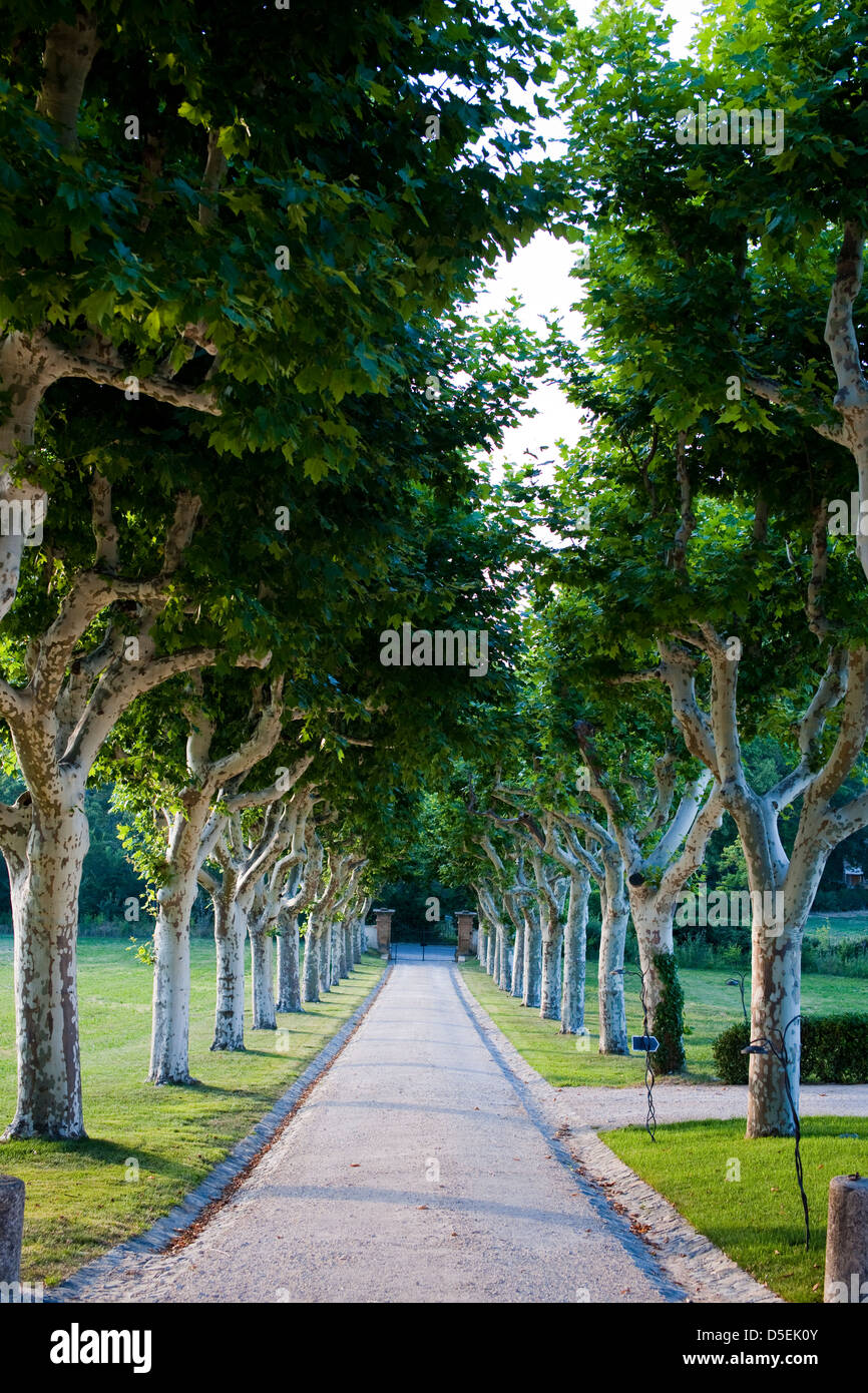 Avenue of trees, Provence,France Stock Photo - Alamy