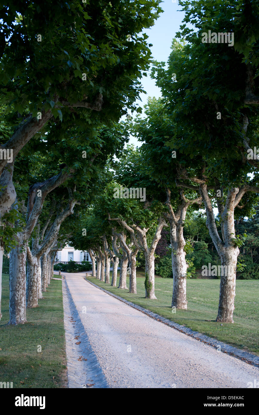 Avenue of trees, Provence,France Stock Photo - Alamy