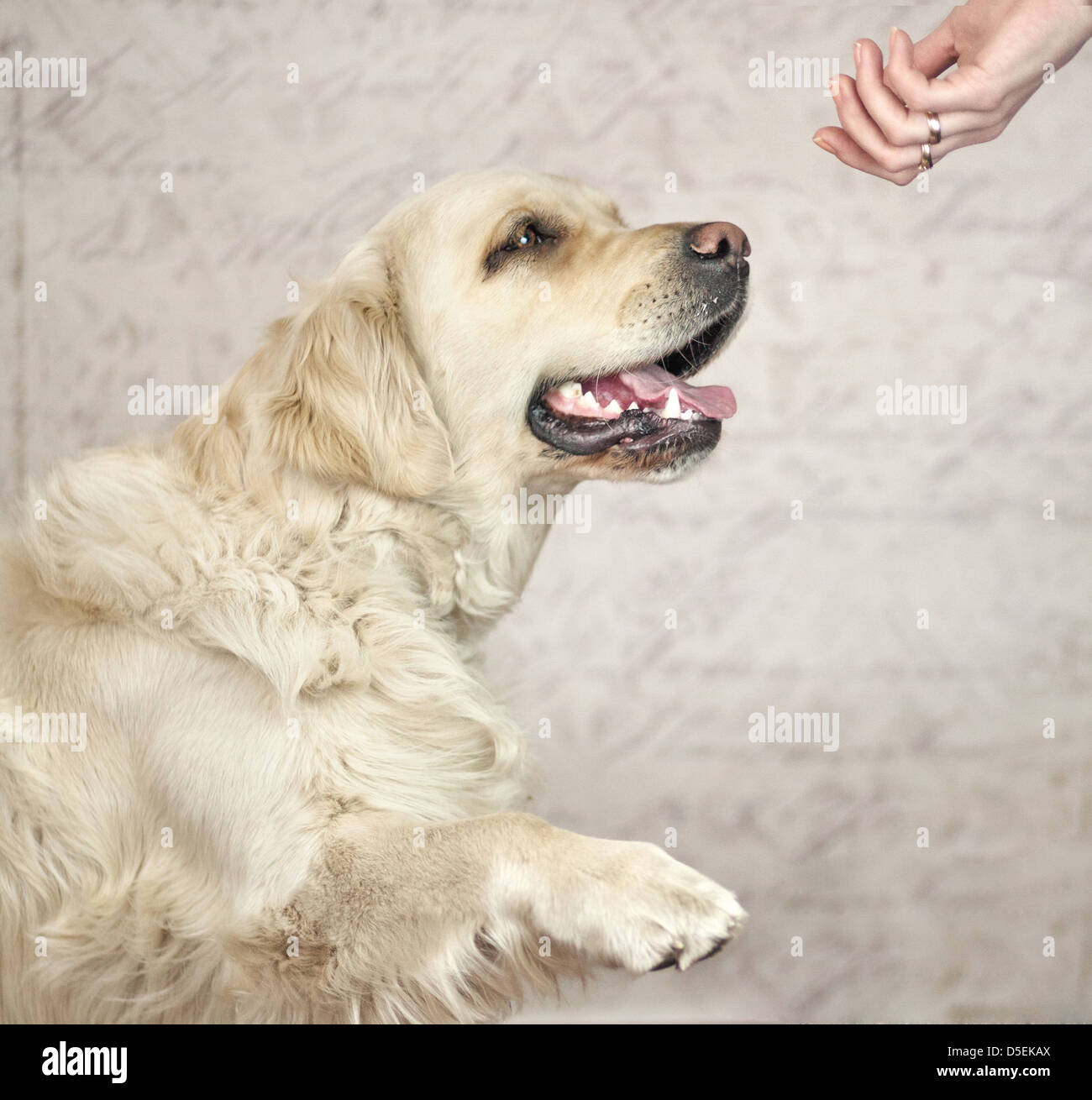 Master wanting to greet with friendly dog Stock Photo - Alamy
