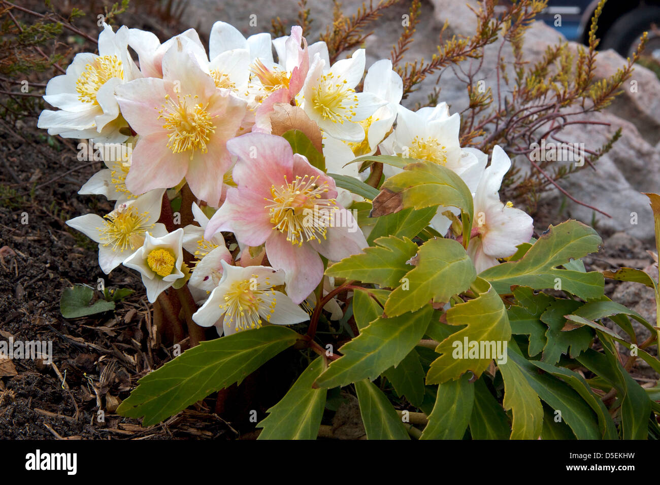 Christmas rose hellebore hi-res stock photography and images - Alamy