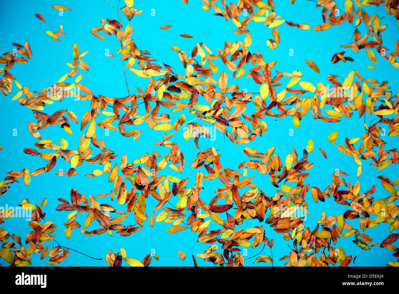 Locust tree leaves floating in water Stock Photo - Alamy