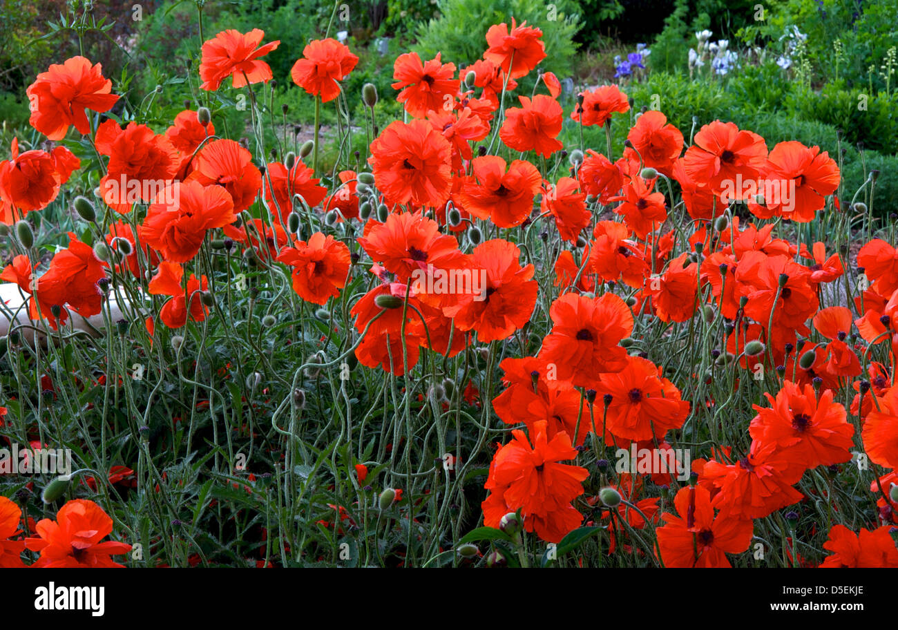 Oriental Poppy in full bloom Stock Photo - Alamy