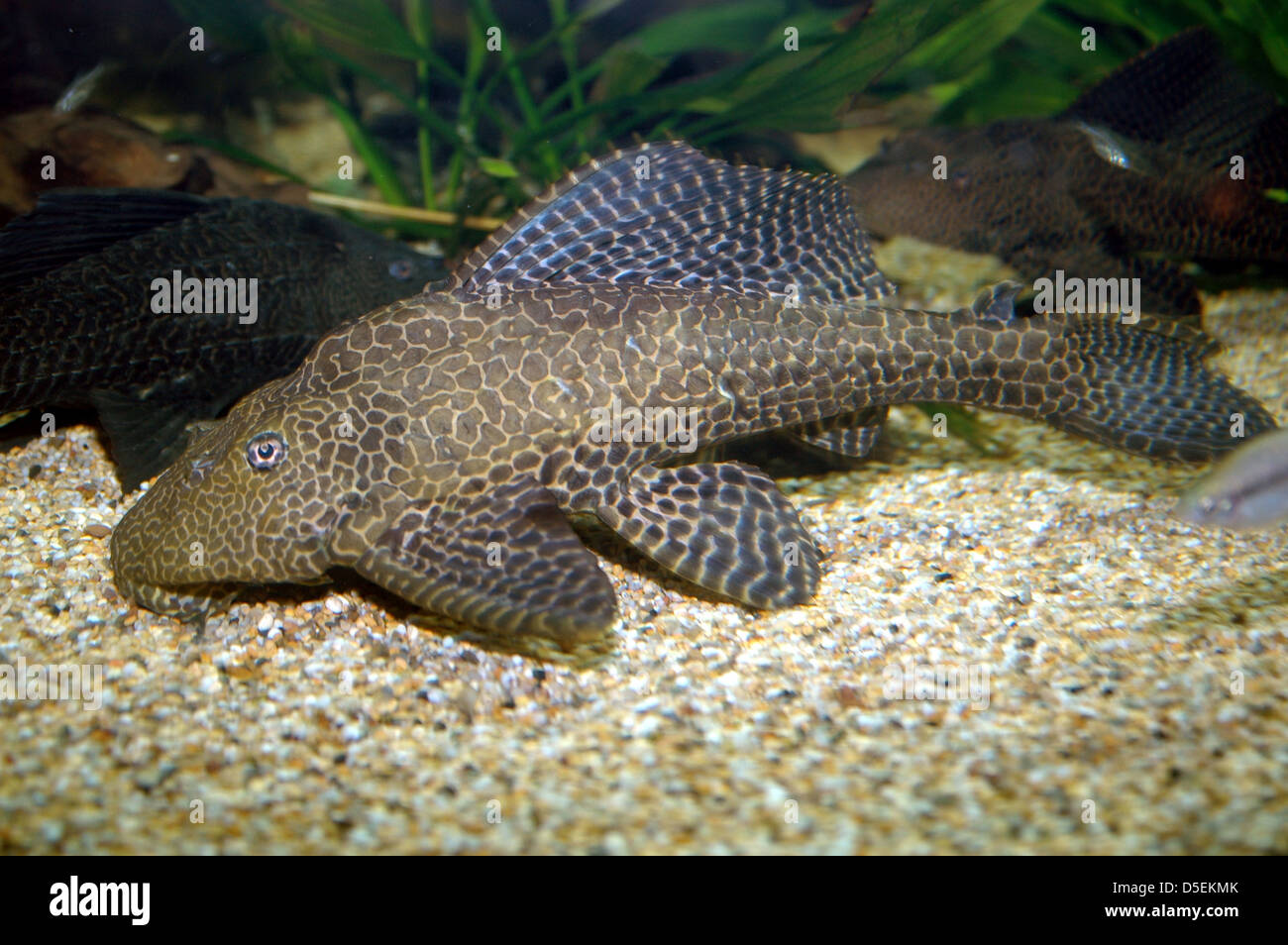 Suckermouth Catfish High Resolution Stock Photography and Images - Alamy