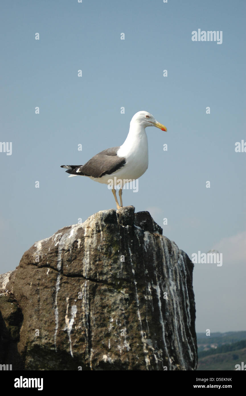 Seagull on a rock Stock Photo - Alamy