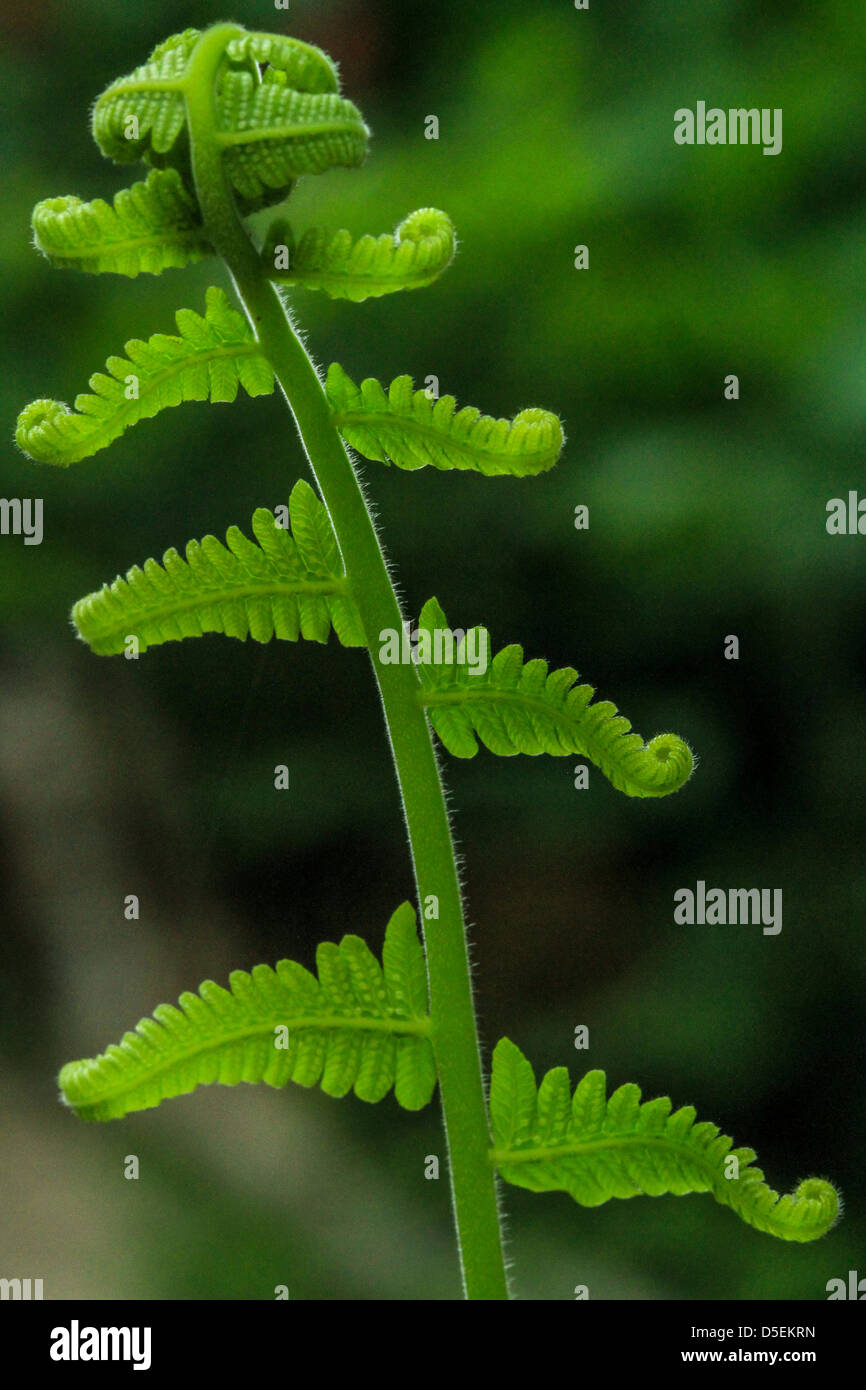 Uncurling leaf hi-res stock photography and images - Alamy