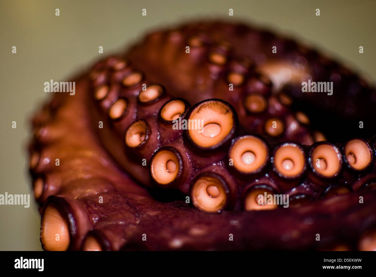octopus cooked and presented in the table Stock Photo - Alamy