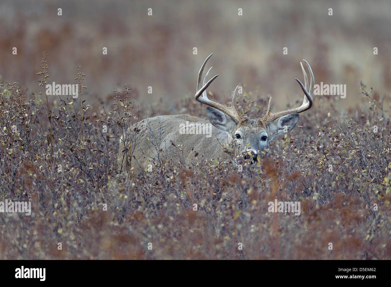 Whitetail montana hi-res stock photography and images - Alamy