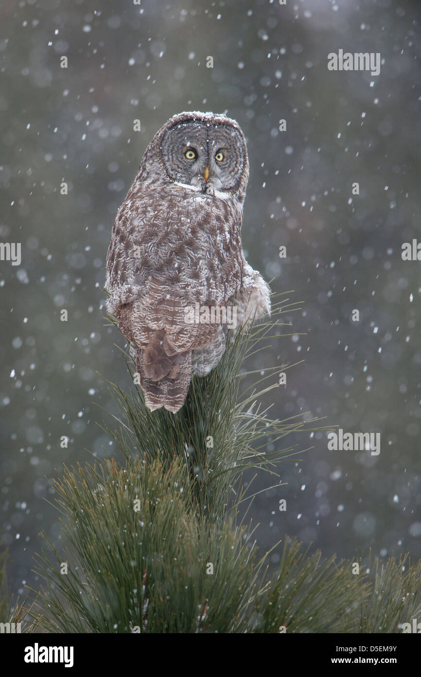Ponderosa pine owl hi-res stock photography and images - Alamy