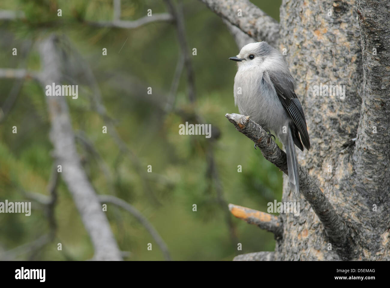 Perisoreus canadensis hi-res stock photography and images - Alamy