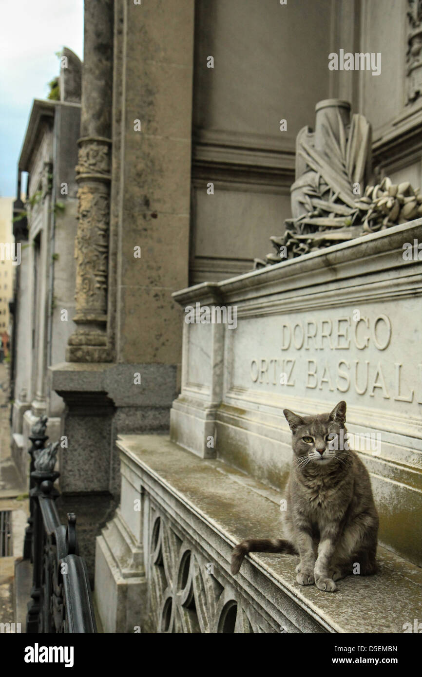 A cat sits by a tomb Stock Photo - Alamy