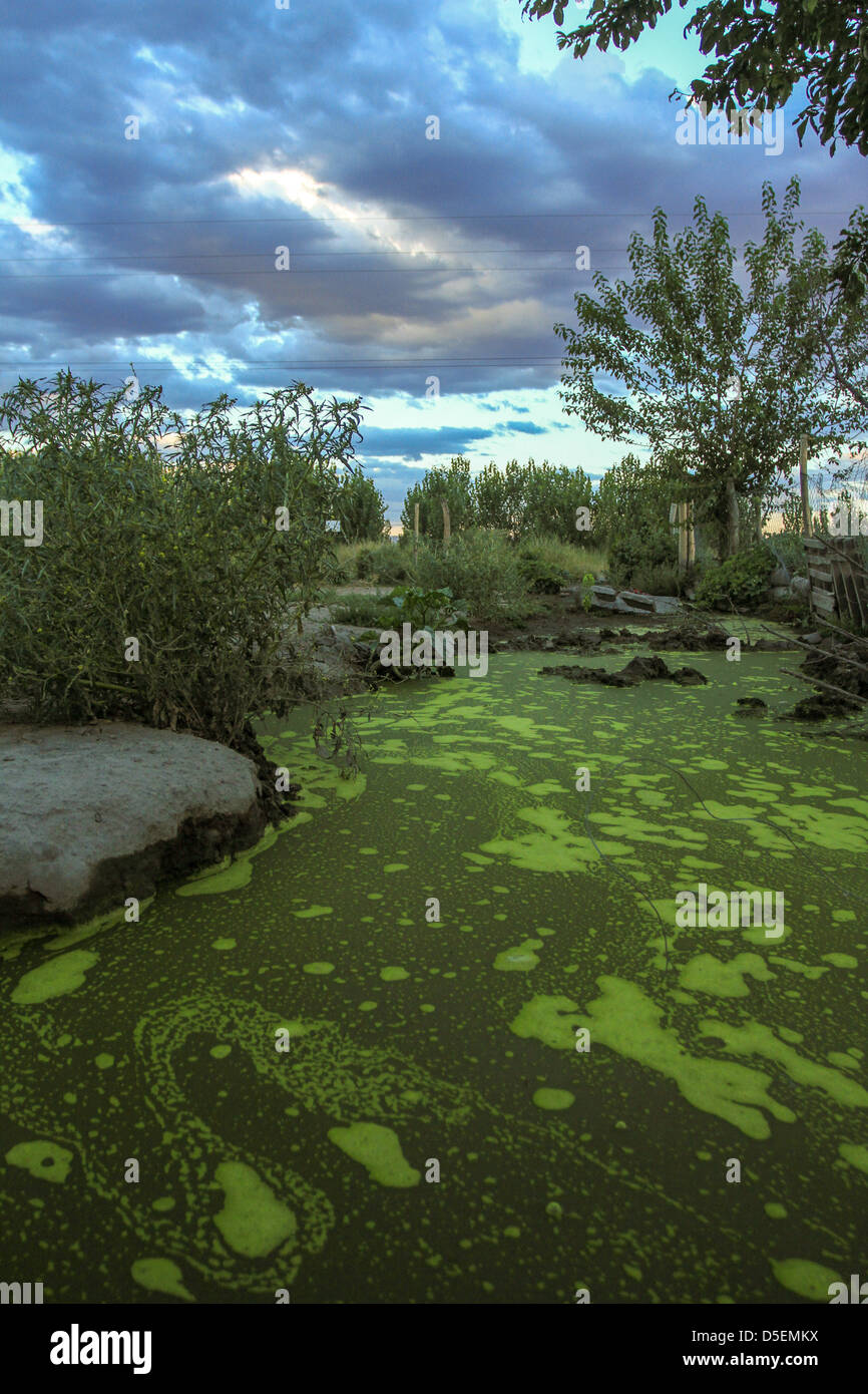 Algae farm america hi-res stock photography and images - Alamy