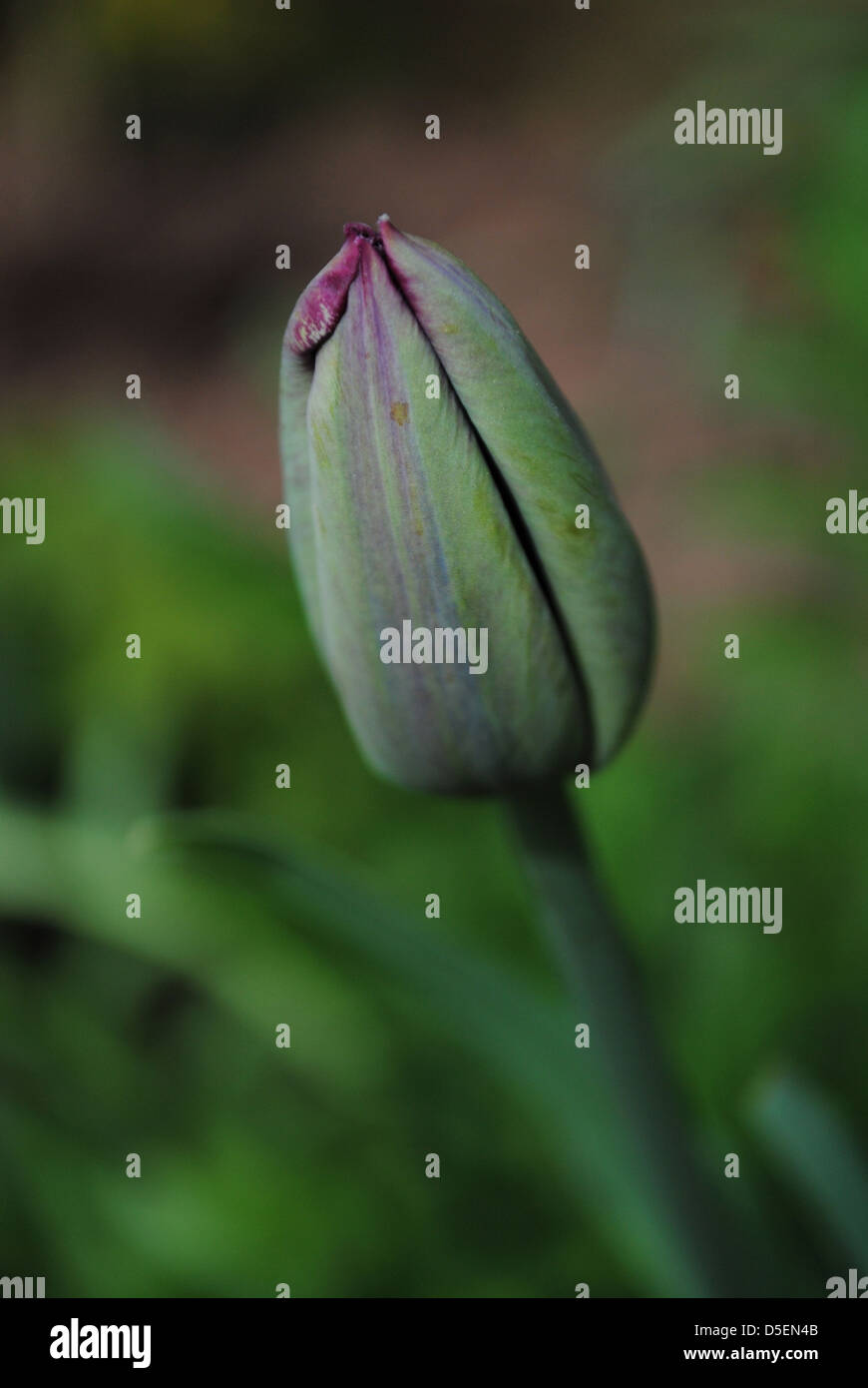 Closed tulip hi-res stock photography and images - Alamy
