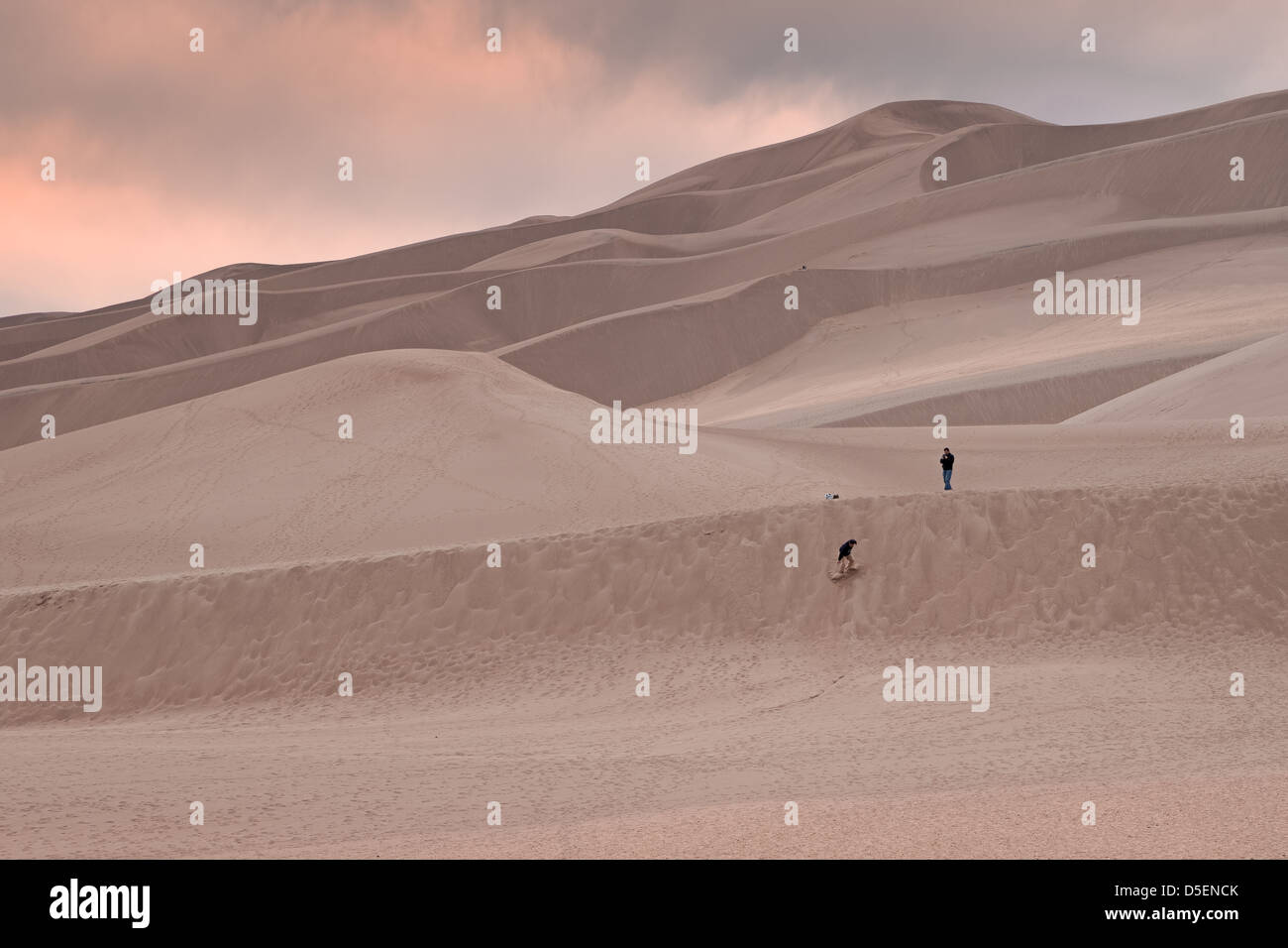 A man on a snow board attempts to descend a sand dune at The Great Sand ...