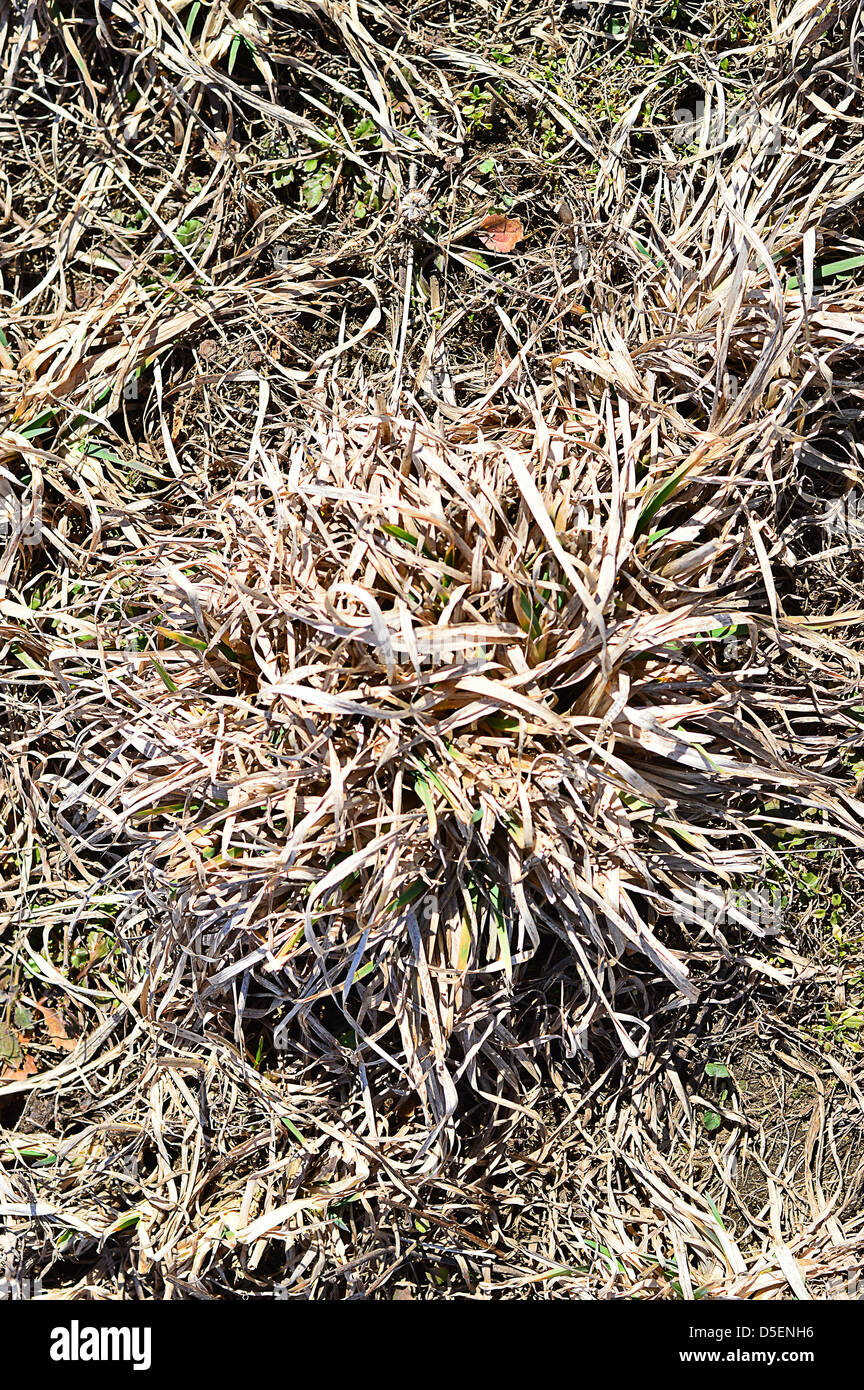 Leftover grass hi-res stock photography and images - Alamy