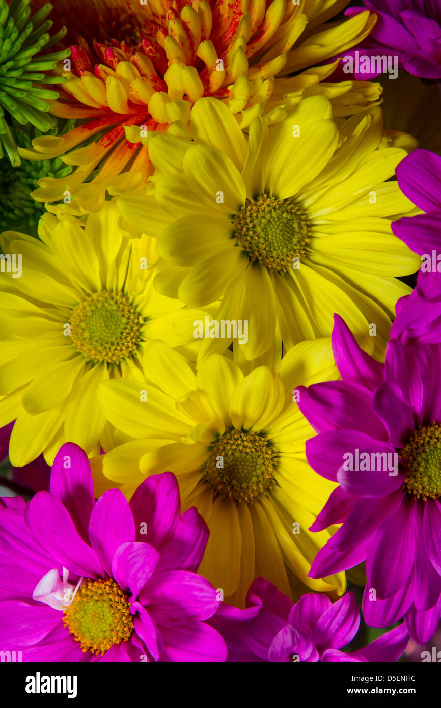 Brilliant purple flowers hi-res stock photography and images - Alamy