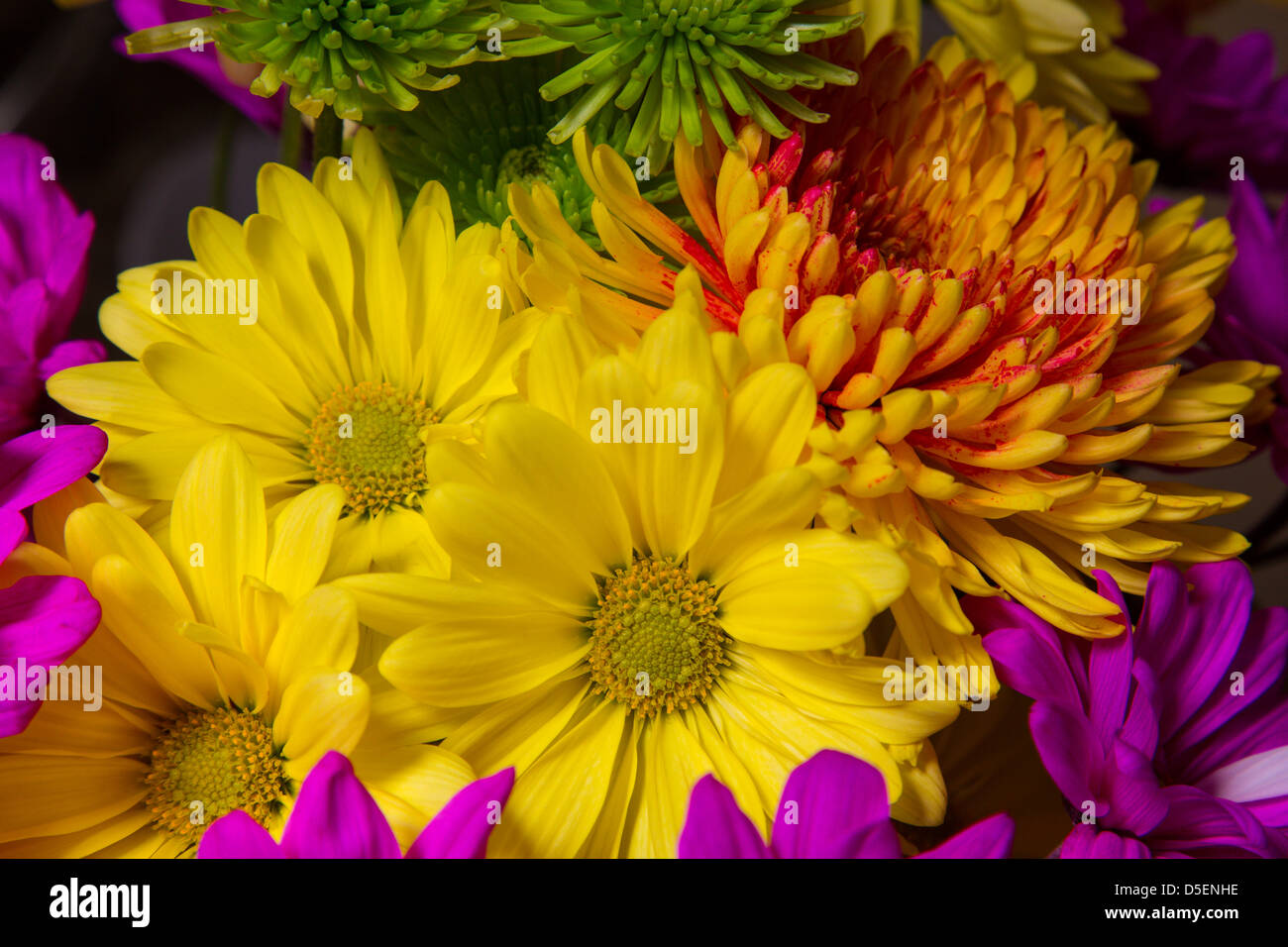 Bright colored flower hi-res stock photography and images - Alamy