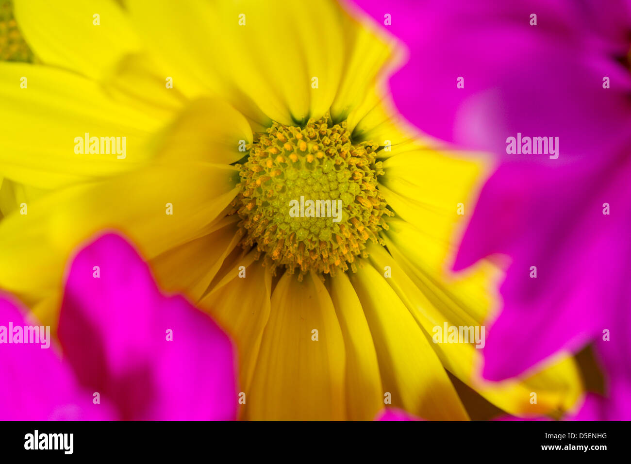 Bright colored flower hi-res stock photography and images - Alamy