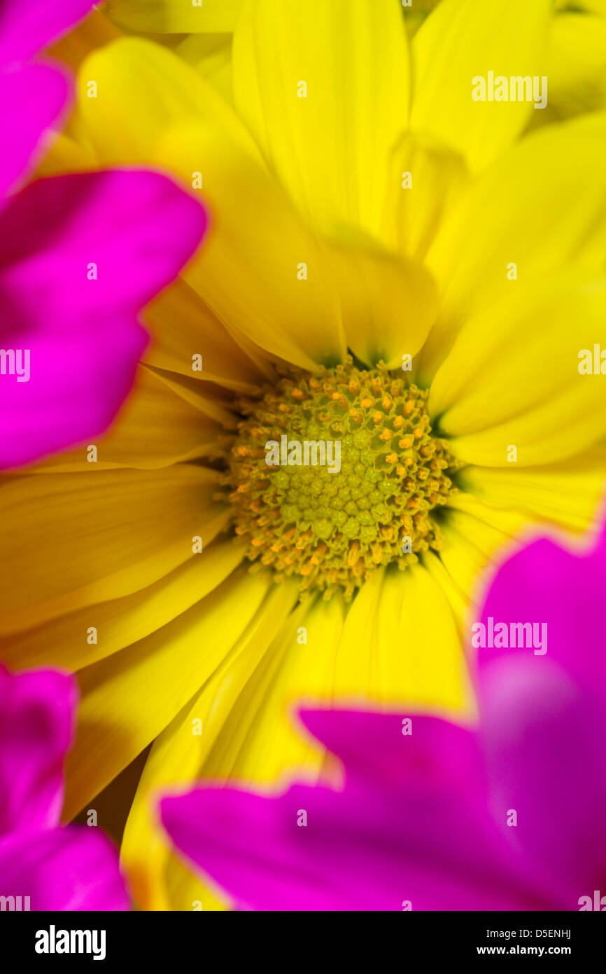 Bright colored flowers hi-res stock photography and images - Alamy