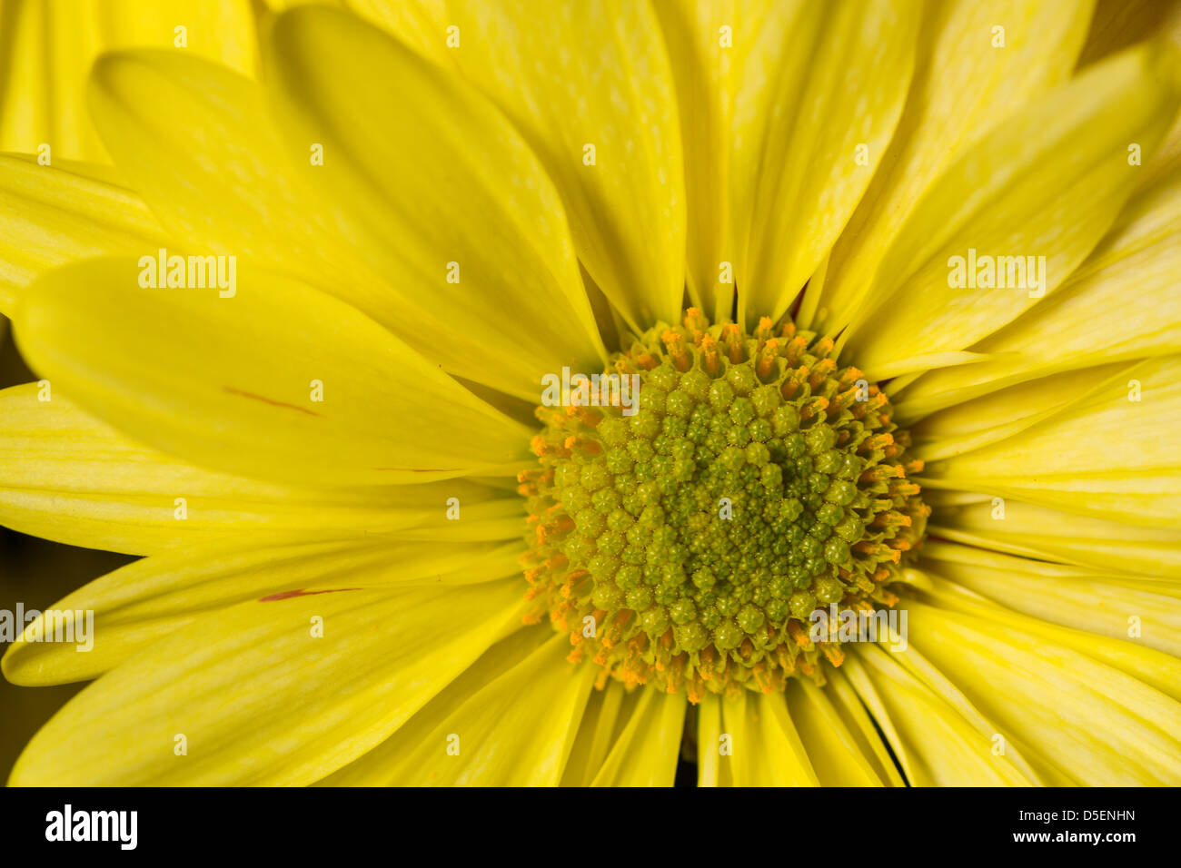 Yellow and bright hi-res stock photography and images - Alamy