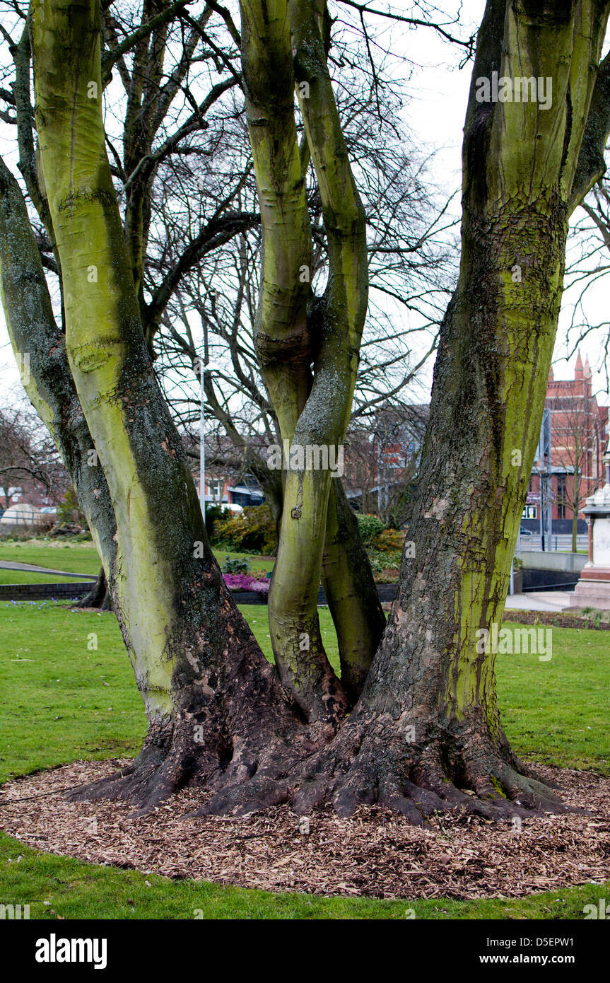 Twisting tree roots hi-res stock photography and images - Alamy