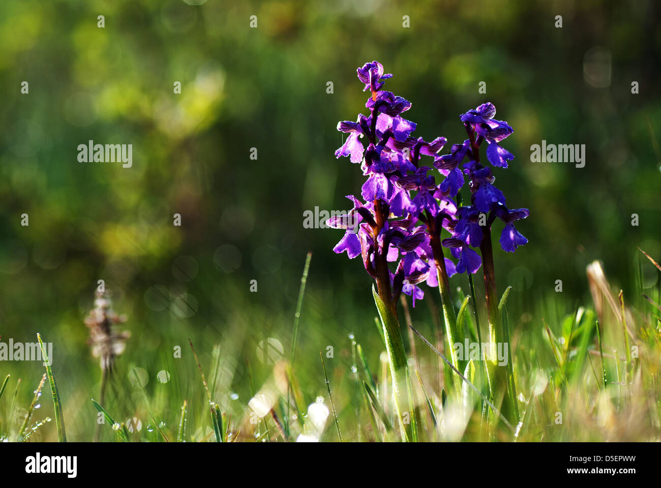 Natures morning delight Stock Photo - Alamy