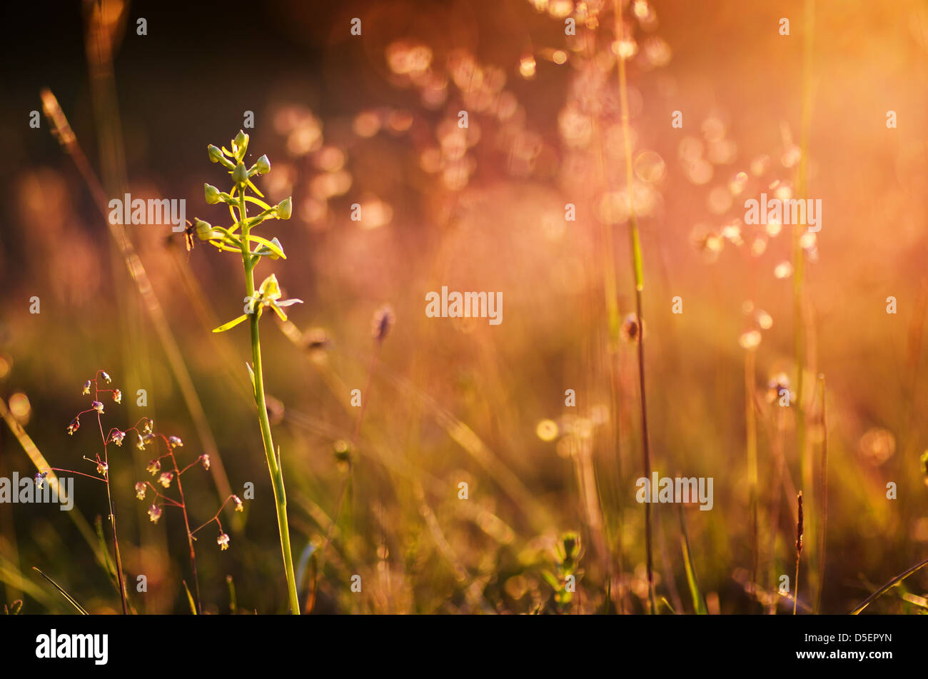 Flower buds at twilight Stock Photo - Alamy