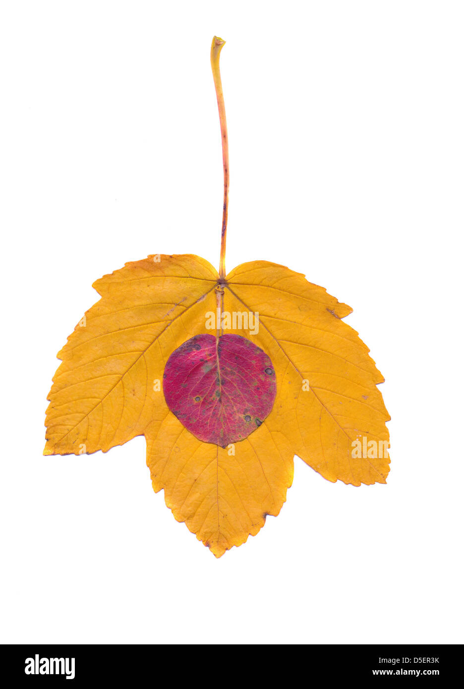 two colorful autumn tree leaf isolated Stock Photo - Alamy