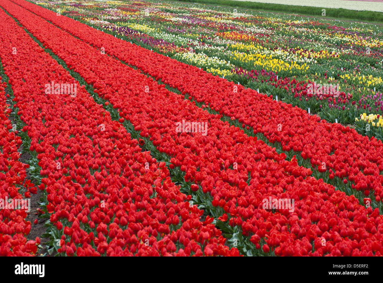 spring time flowers, tulips blooming in Holand Stock Photo - Alamy